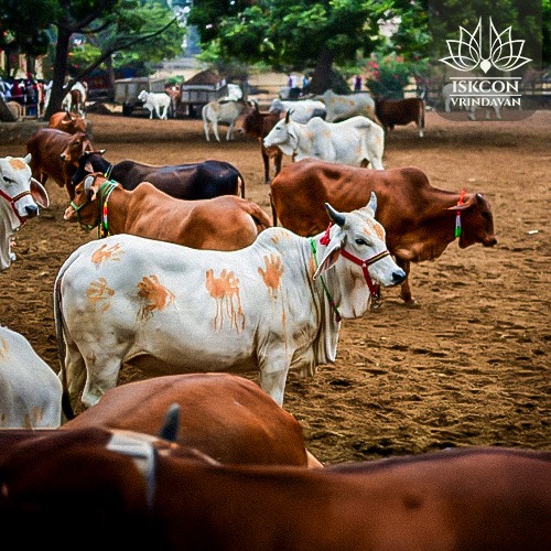 ISKCON Vrindavan | Experience Devotion in Krishna’s Land